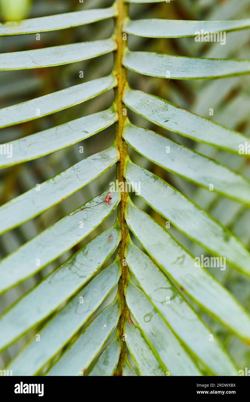 Long thin leaves hi-res stock photography and images - Alamy