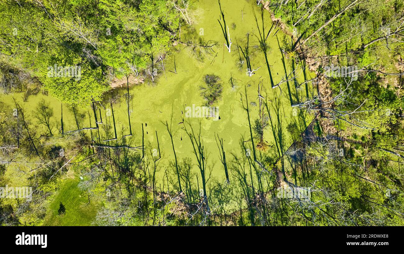 Murky green swamp water pattern with dead trees poking out of surface ...