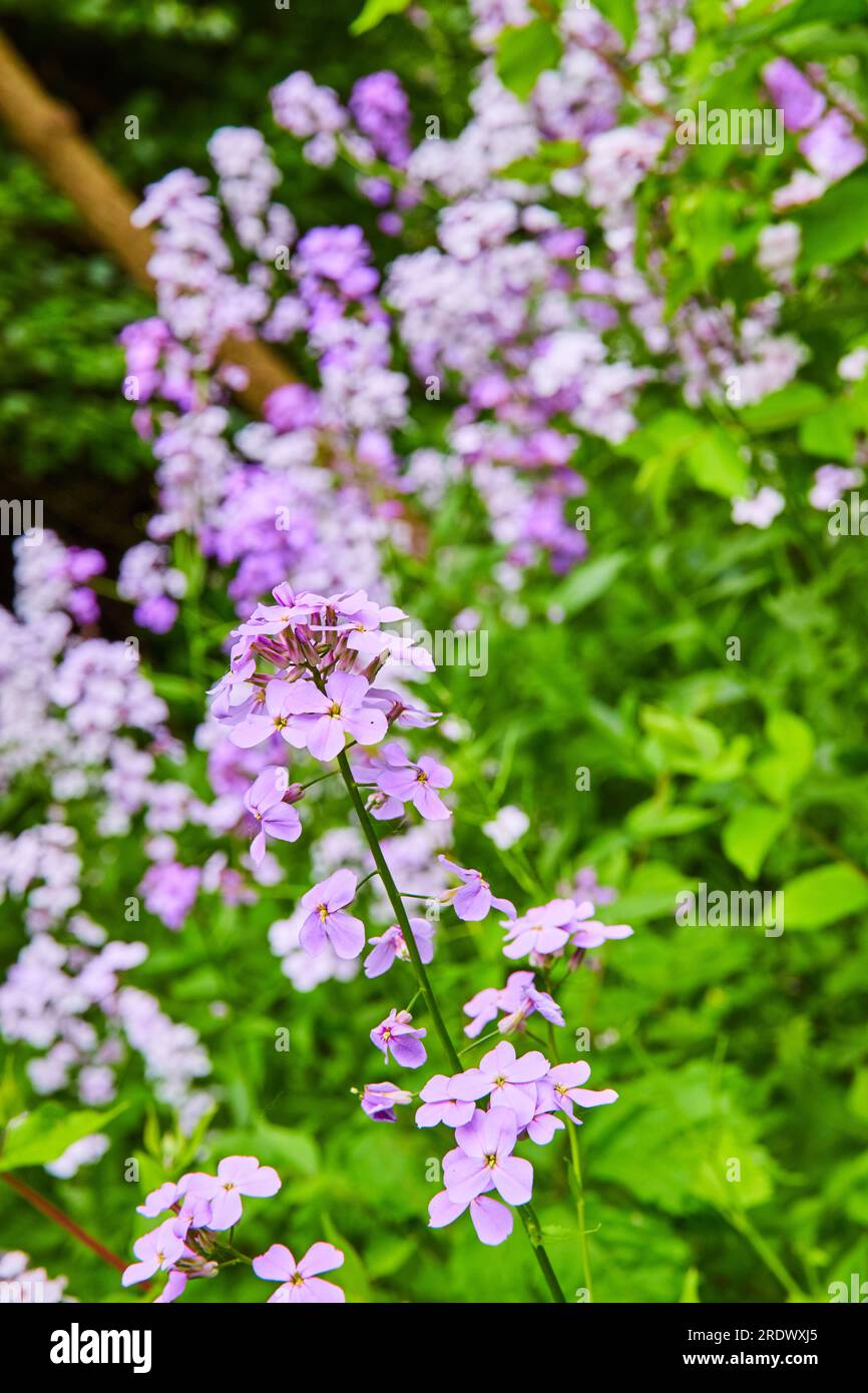 Vertical of stem with purple Dames Rocket on a hill full of flowers ...
