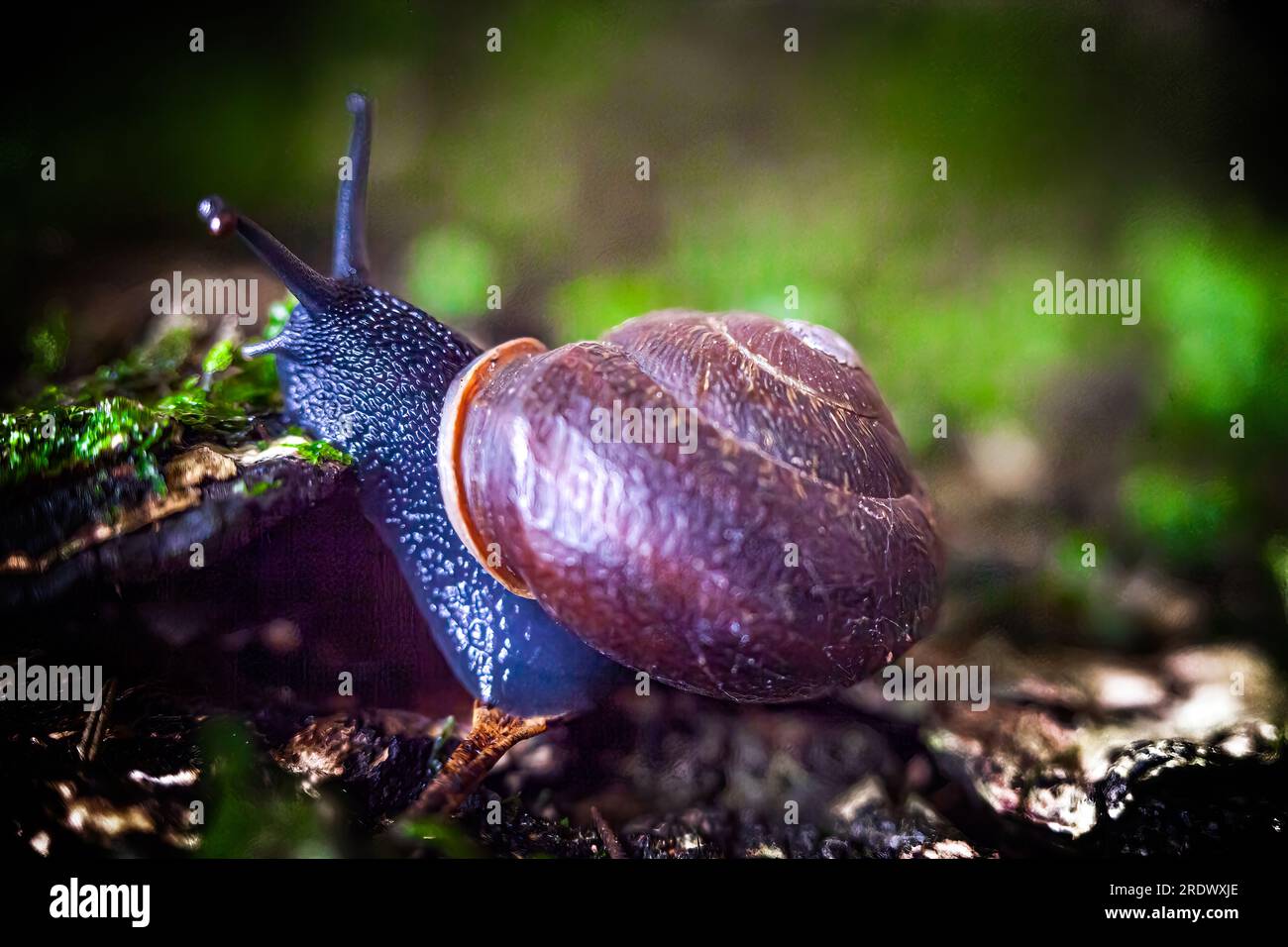 Land snail in the laurisilva forest of Anaga rural park (tenerife ...