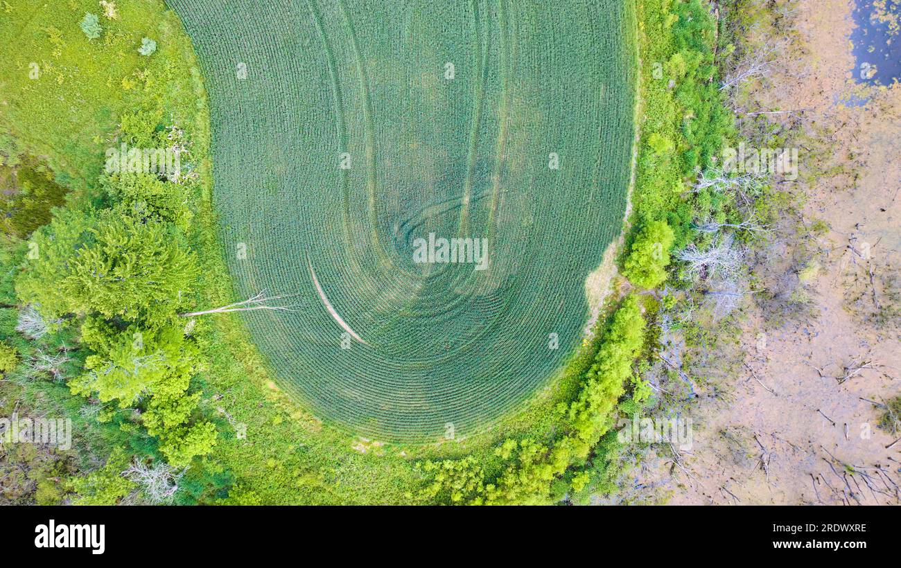 Aerial crops in giant U shape with dead marsh and swamp trees nearby ...
