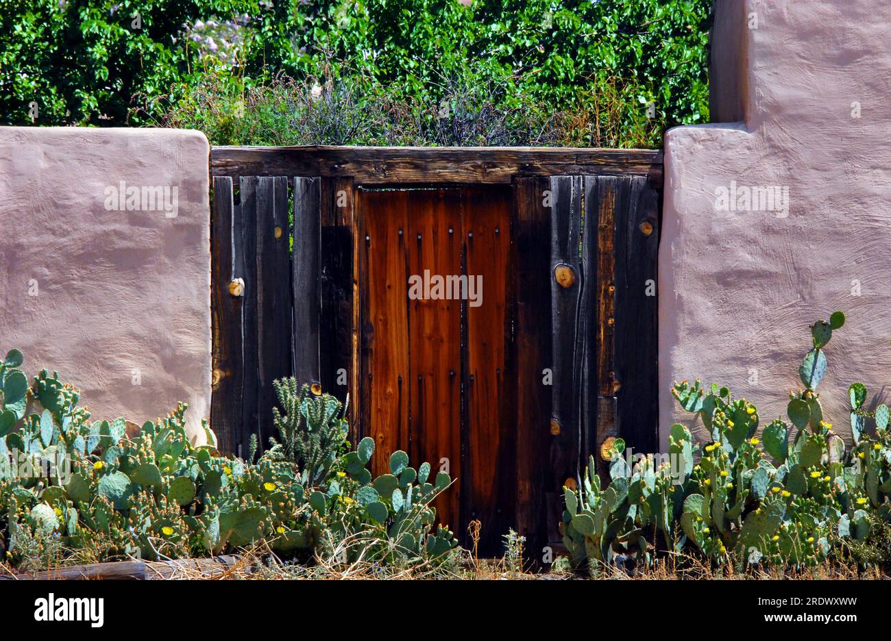 Desert landscaping around the city of Albuquerque, New Mexico includes ...