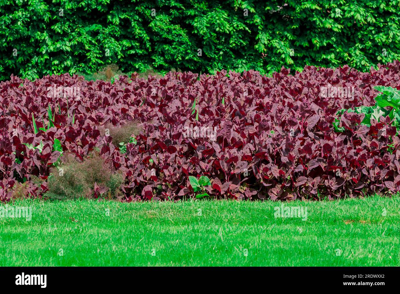 beautiful natural background with summer flowers Stock Photo - Alamy