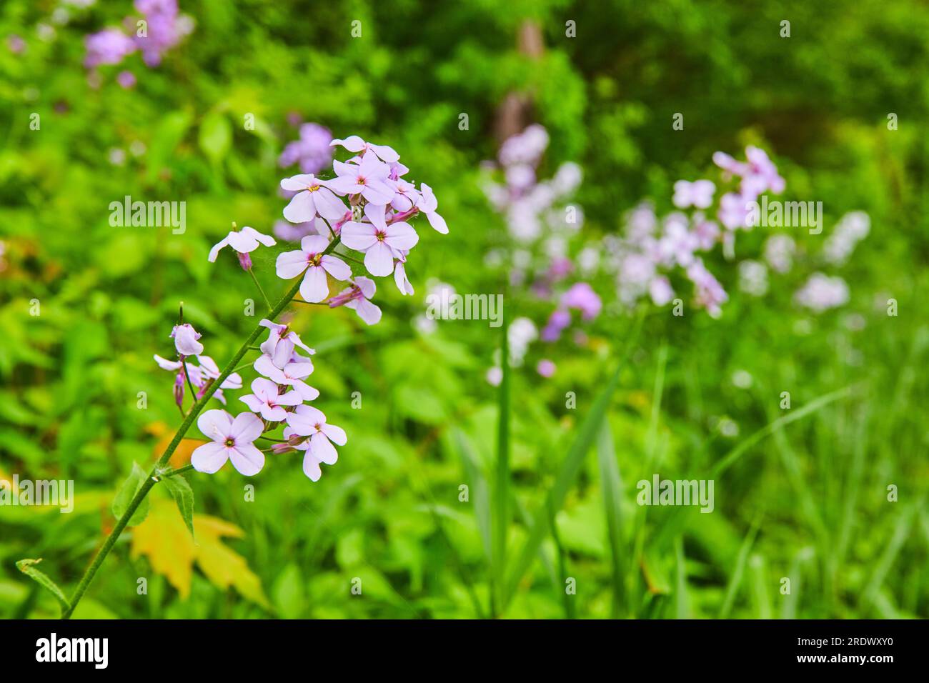 Dames Rocket purple flowers against green plant hilly background asset ...