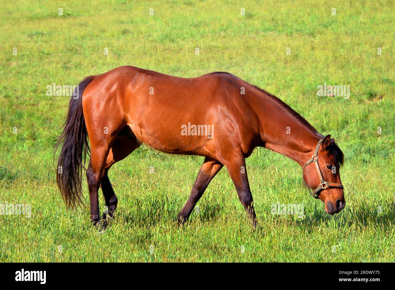 Glistening Sorrel grazes in a field of green grass. His tail, mane and ...