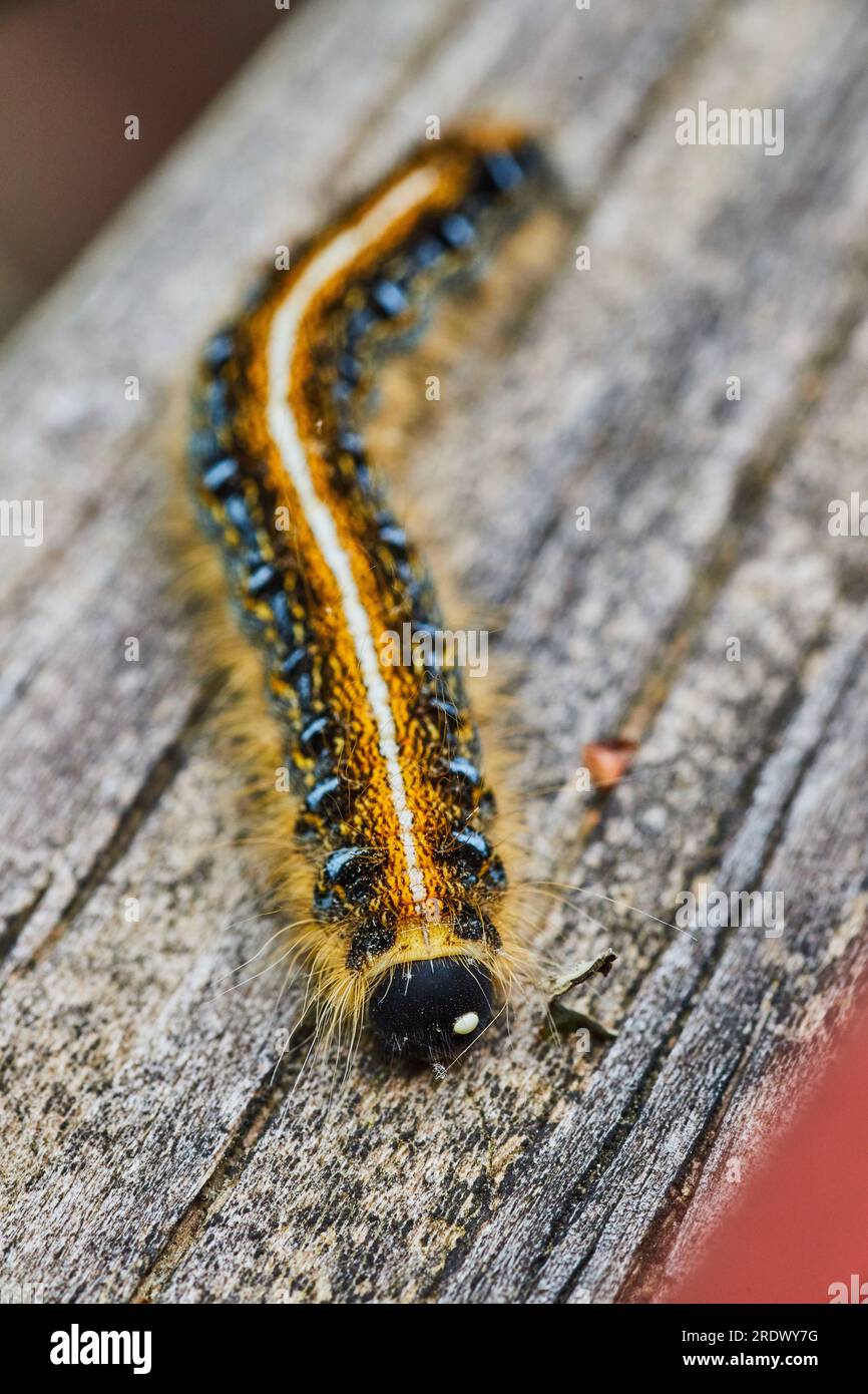 Cute fuzzy face close up of Eastern Tent Caterpillar resting on ...