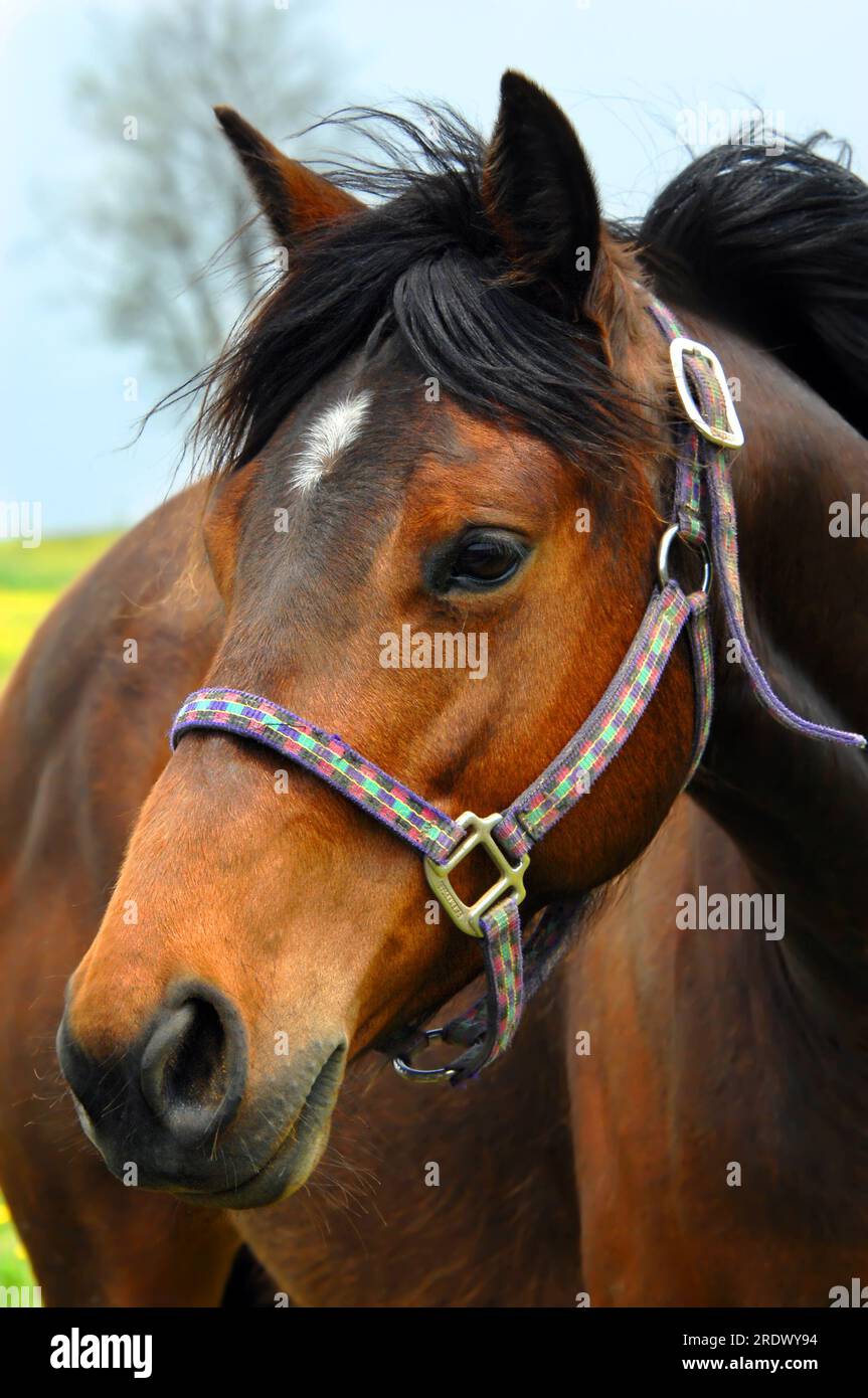 Sorrel horse hi-res stock photography and images - Alamy