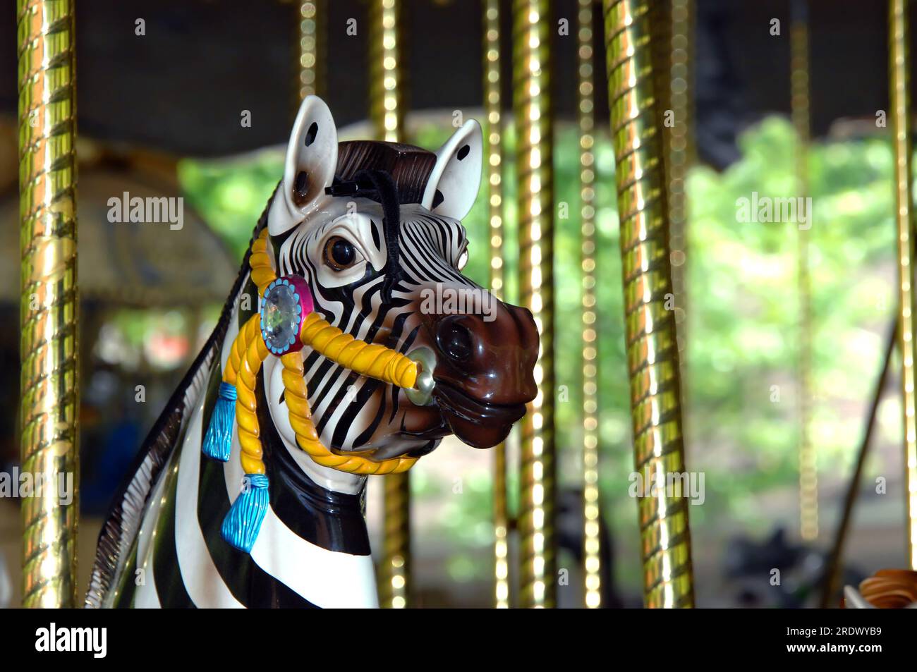 Zebra, carousel animal, goes round and round at an amusement park ...