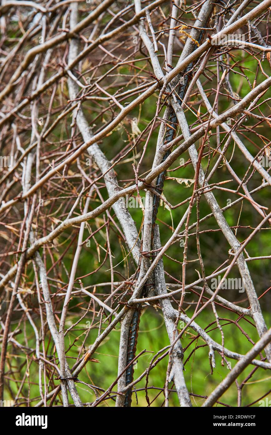 Abstract twigs and dead vines molded into natural artwork background ...