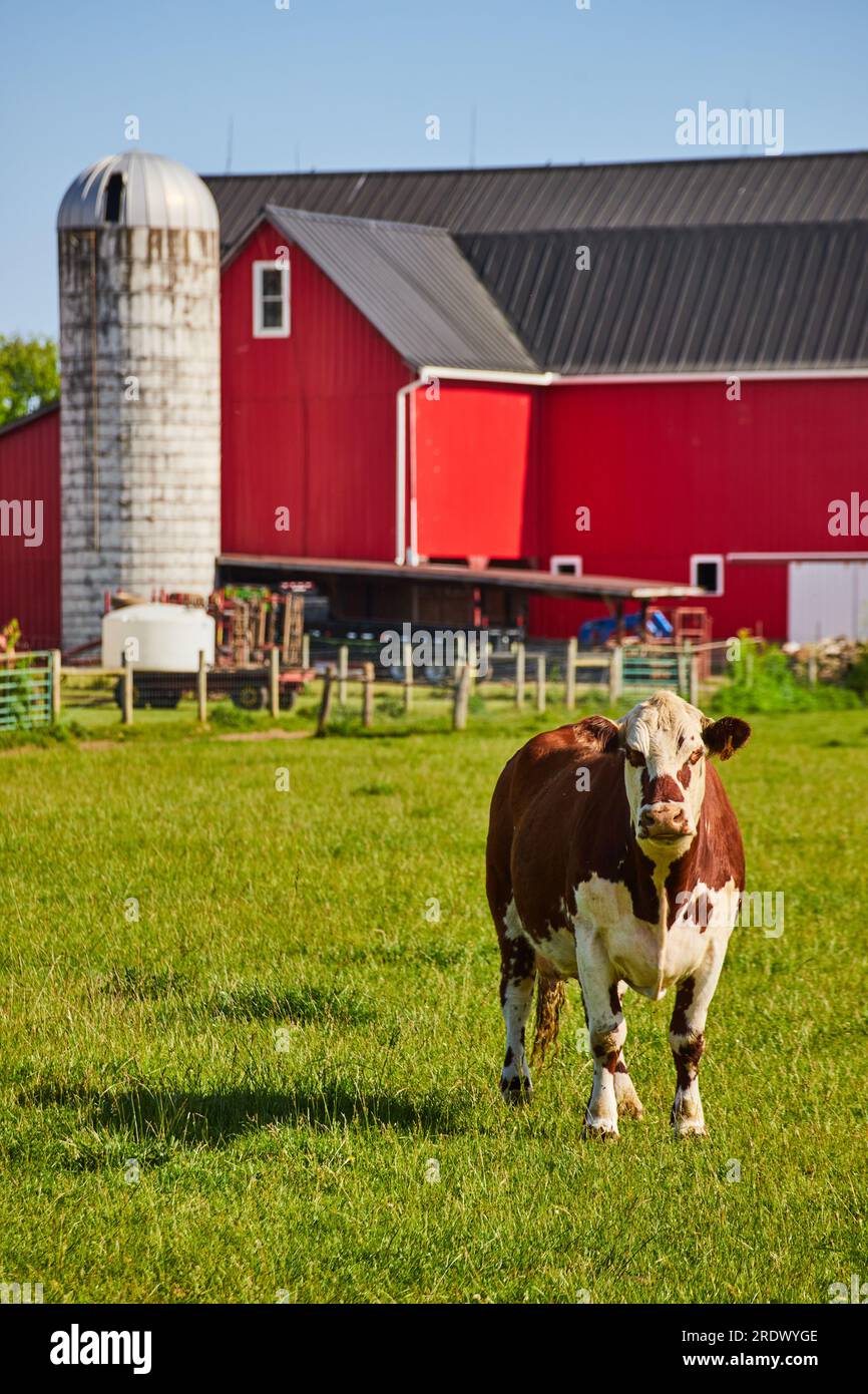 Brown and white cow standing in green field with red barn and white ...
