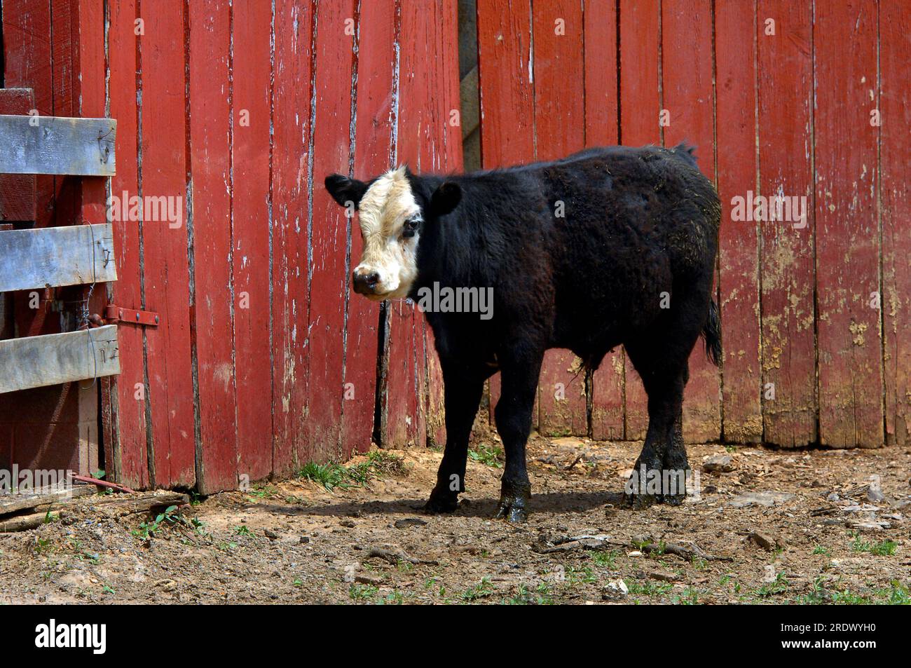 Young calf stands besides a red wooden barn on a farm in Tennessee ...