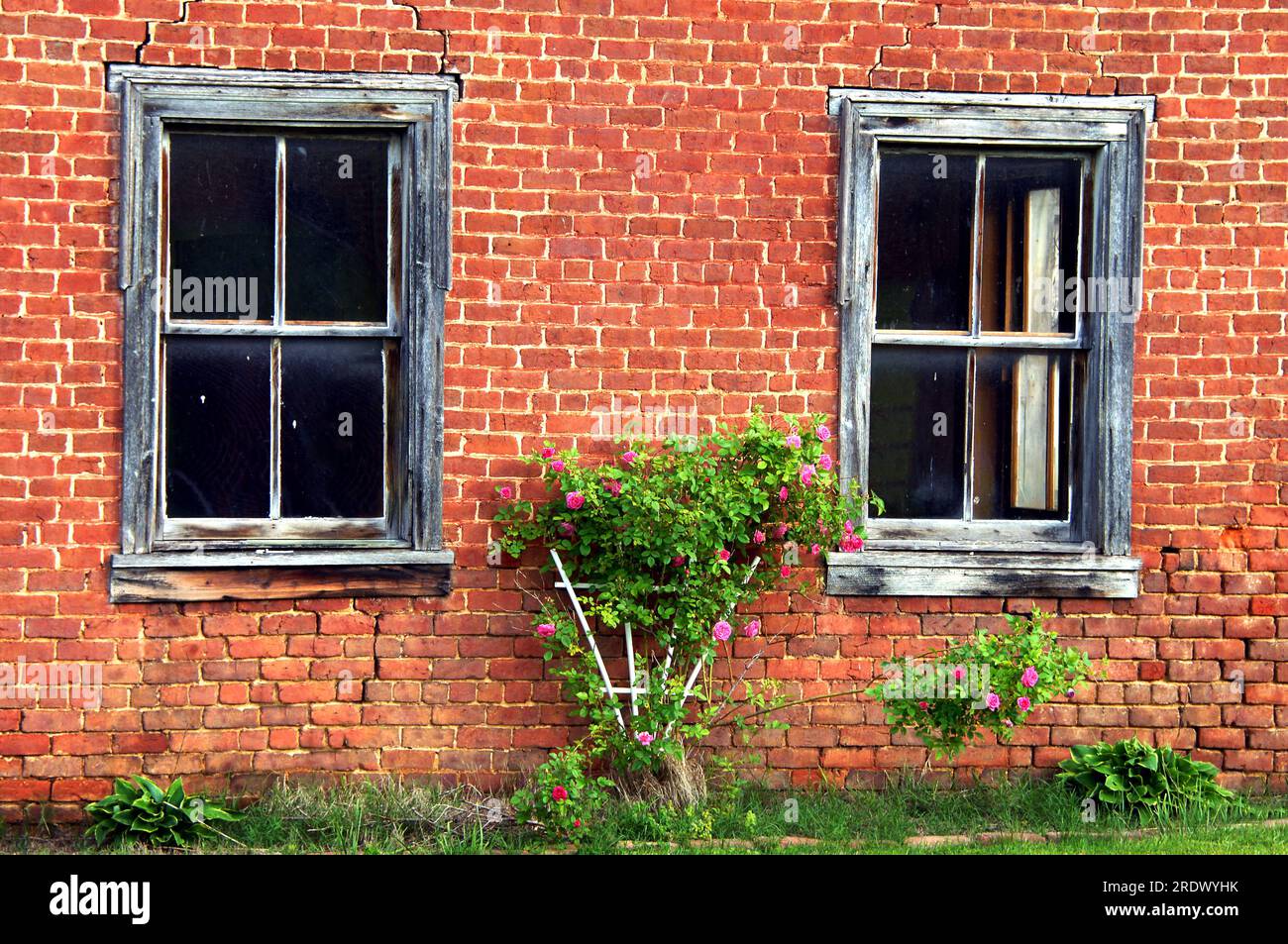 Pink roses grow on a white trellis in between two windows on a brick ...