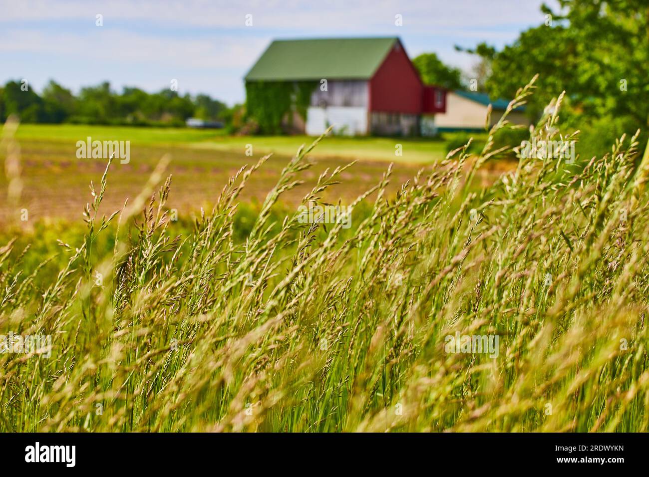 Green wheat farm crop growing in bright sunshine with distant barn ...