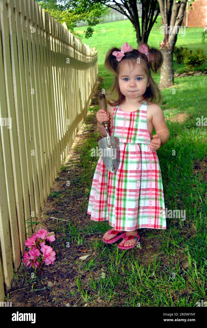 Little girl is working hard to plant the Azaleas she picked from her ...