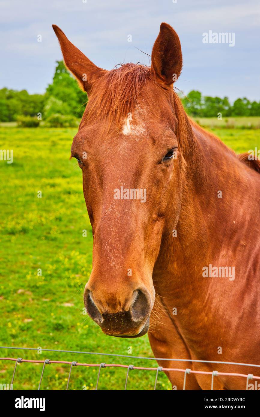 Rusty chestnut horse with head next to fence and green field and trees ...