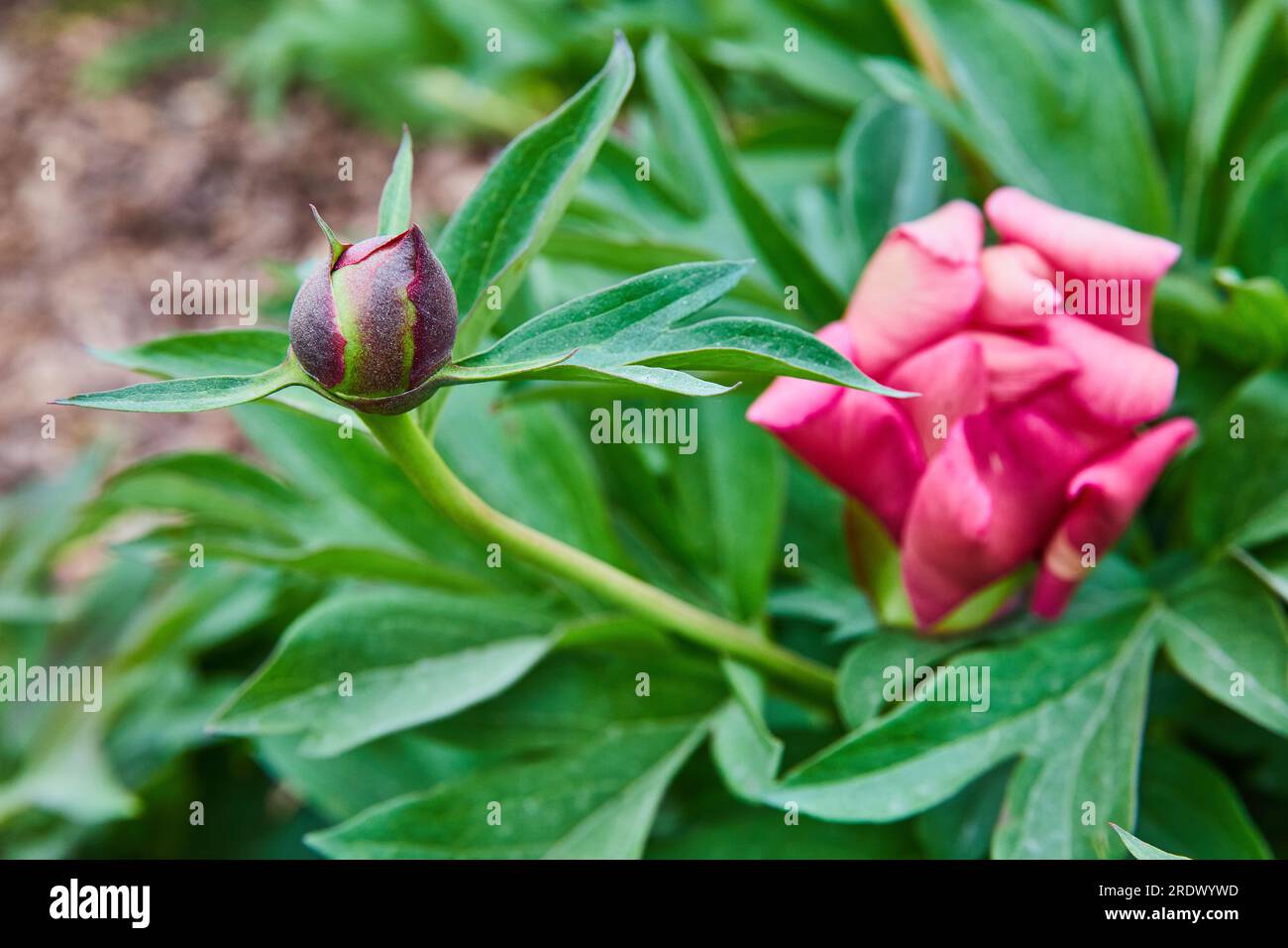 Young budding flower about to blossom next to hot pink flower in bloom ...