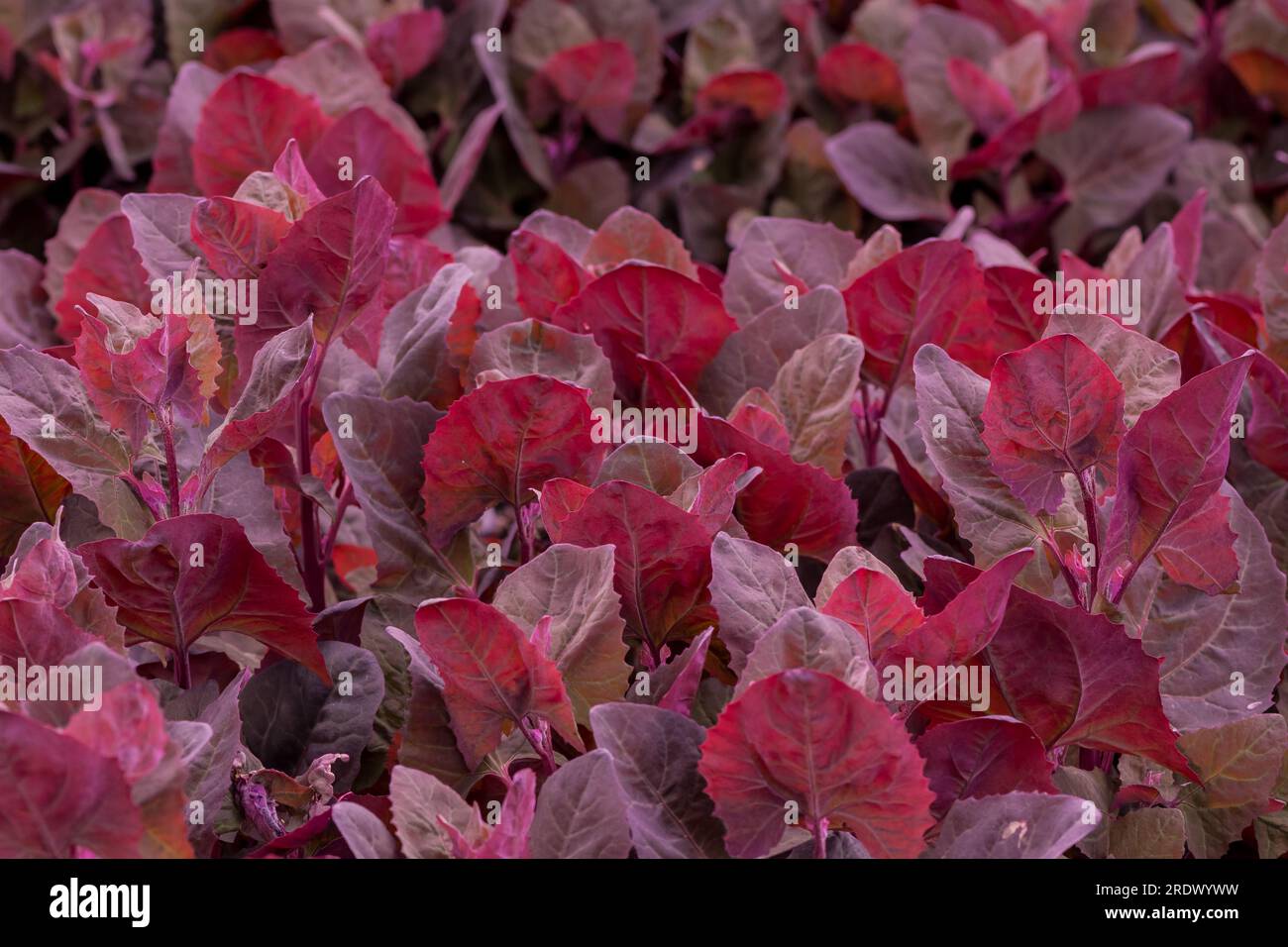 beautiful natural background with summer flowers Stock Photo - Alamy