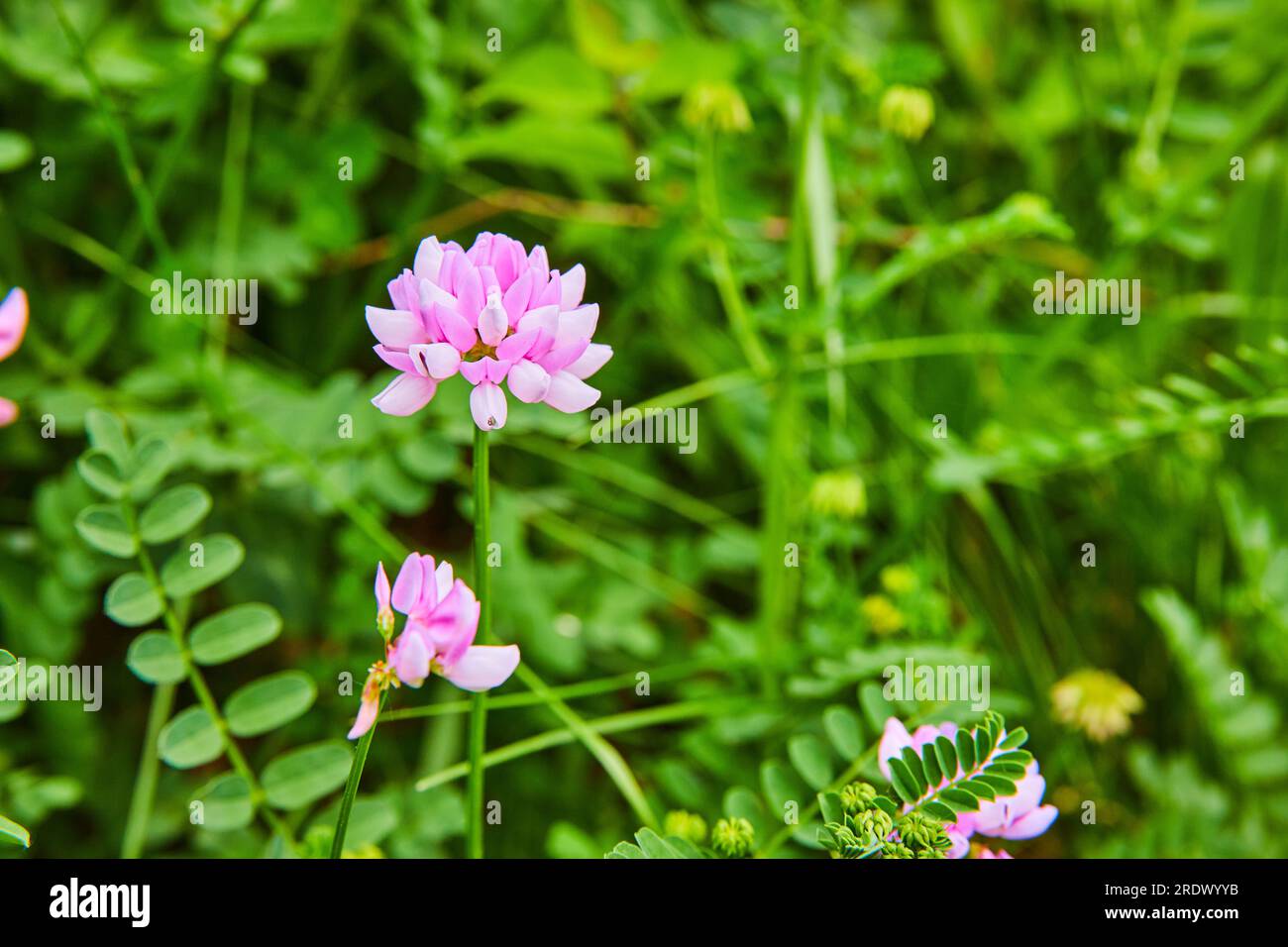 Asset pink crown vetch wild flowers in bloom with blurred green ...