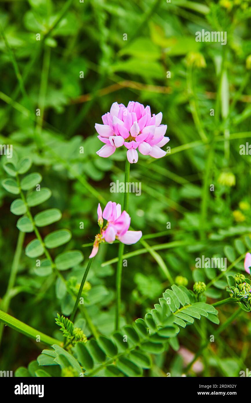 Vertical pink crown vetch wild flowers in bloom with blurred green ...