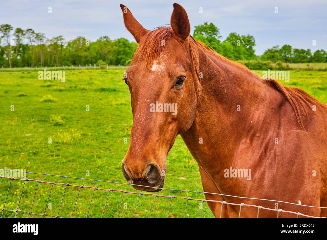Curious chestnut horse with head close to fence standing in field close ...