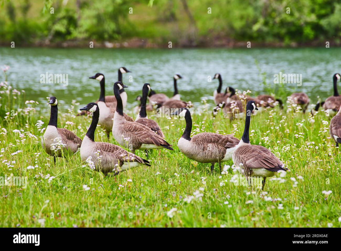 Angry duckies hi-res stock photography and images - Alamy