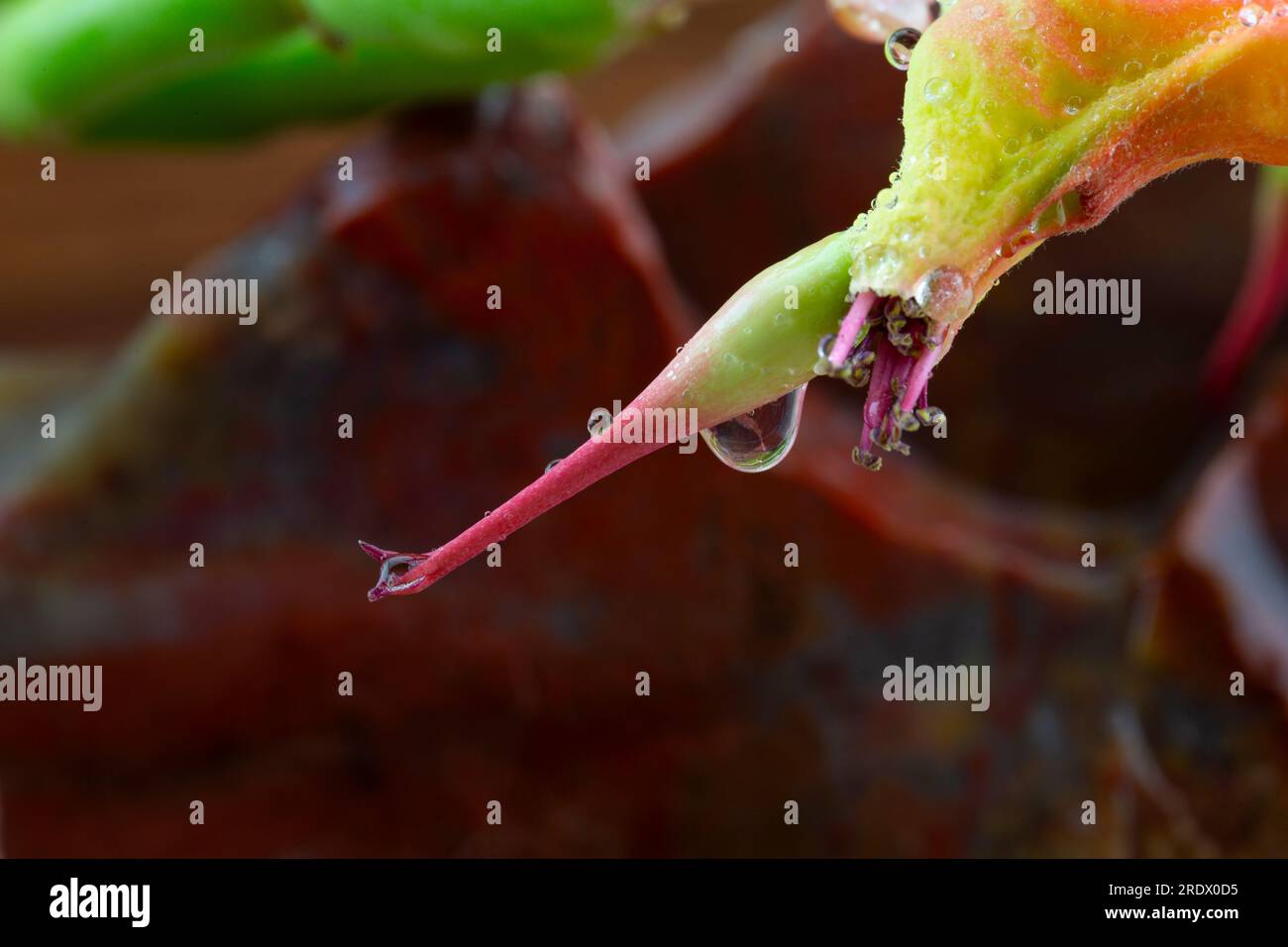 Desert flower drops hi-res stock photography and images - Alamy