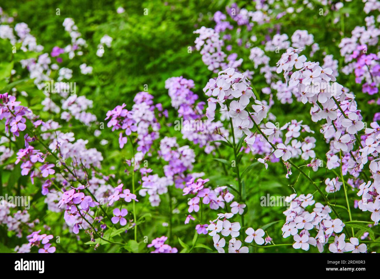 Horizontal field of Dames Rocket perennial flowers in bloom background ...