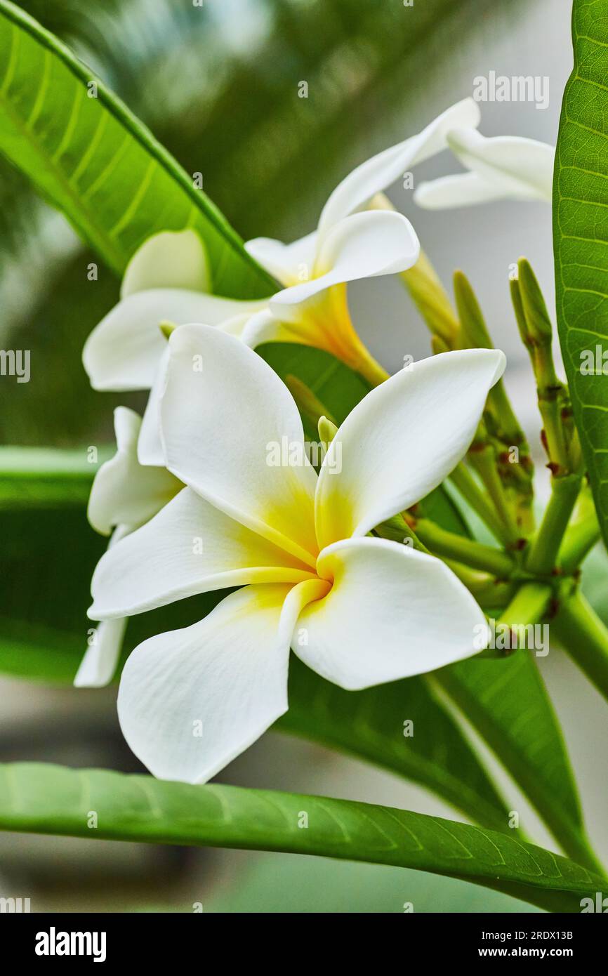 Plumera alba hi-res stock photography and images - Alamy