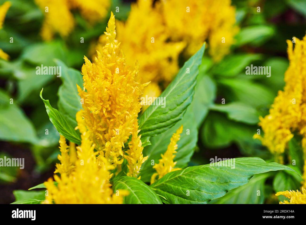 Celosia with bright yellow pampas plume and vibrant green background ...