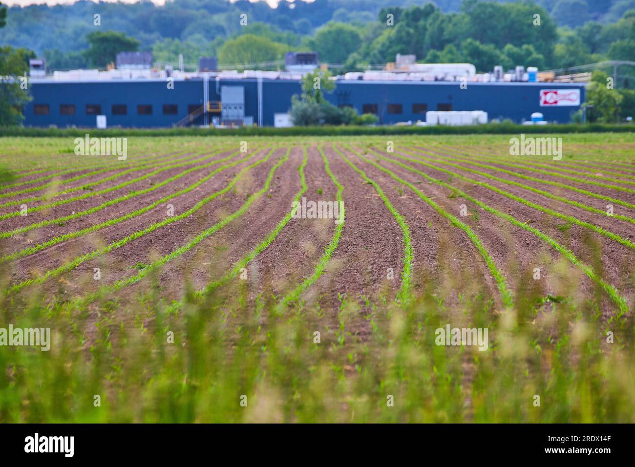 Crops visible through blurry grasses hi-res stock photography and ...