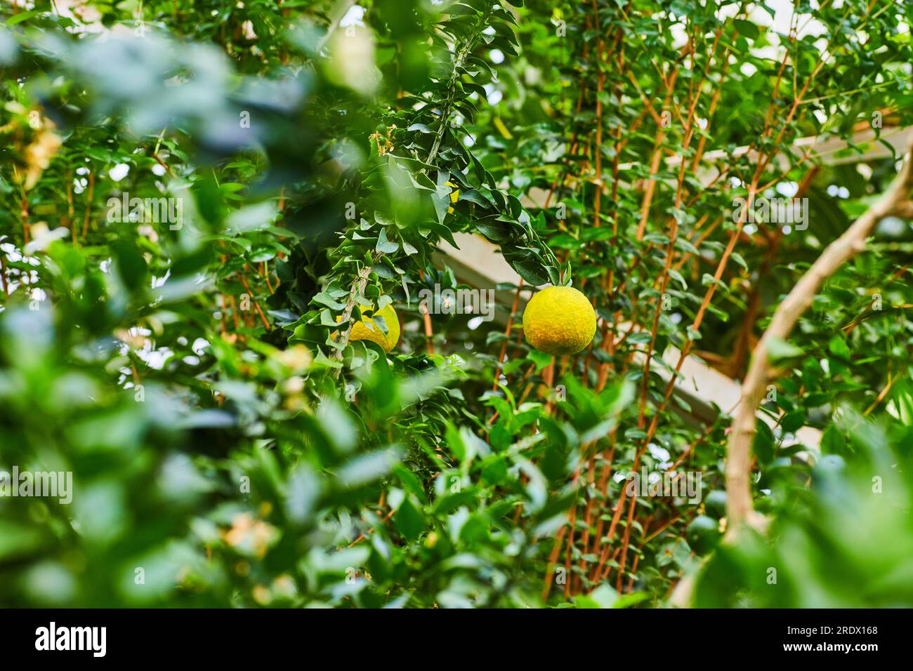 Yellow fruit dangling from leafy tree branch Stock Photo - Alamy