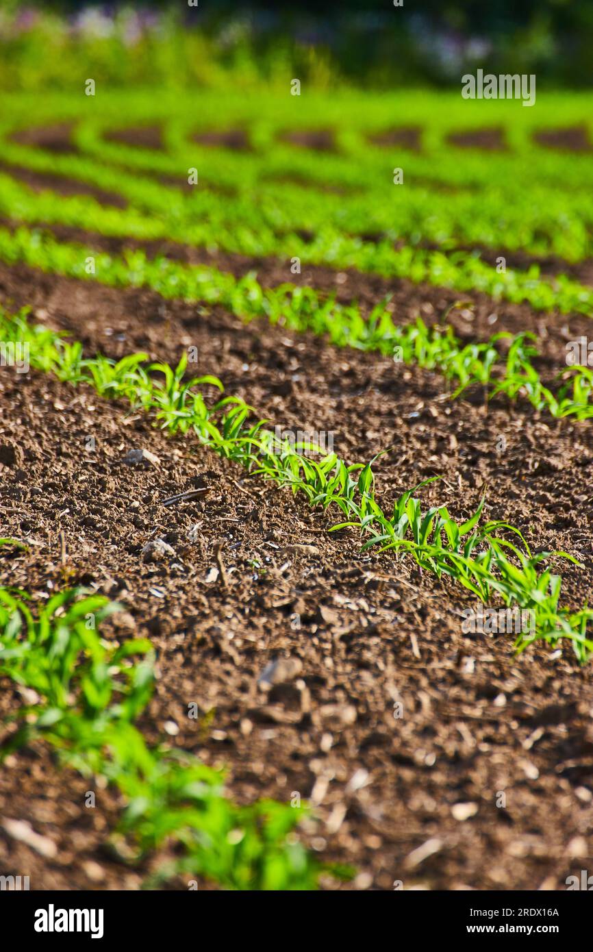 Curved rows of freshly budding plants in brown dirt field Stock Photo ...