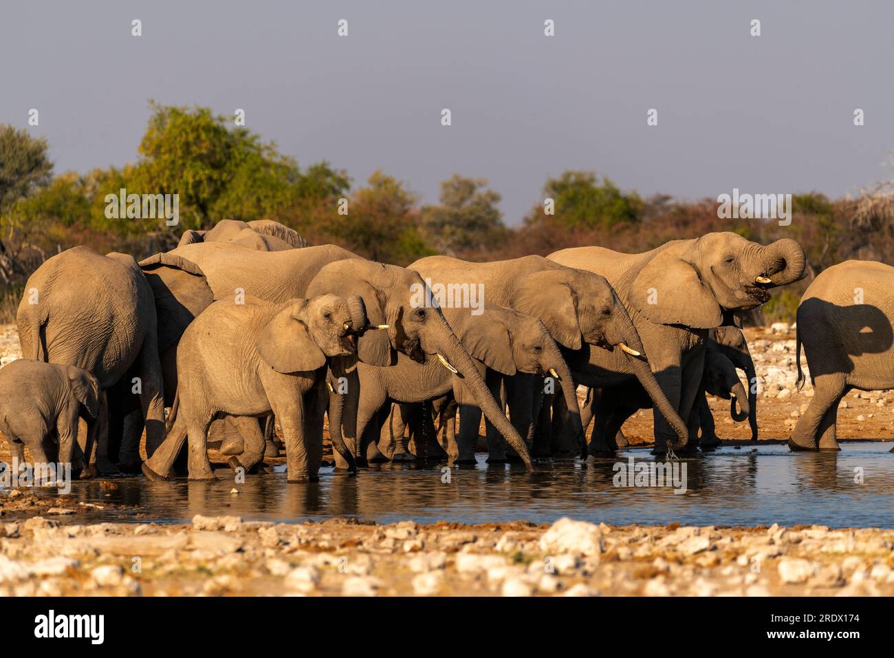 Elephant herd at Klein Namutoni waterhole, Etosha National Park, Namibia Stock Photo - Alamy