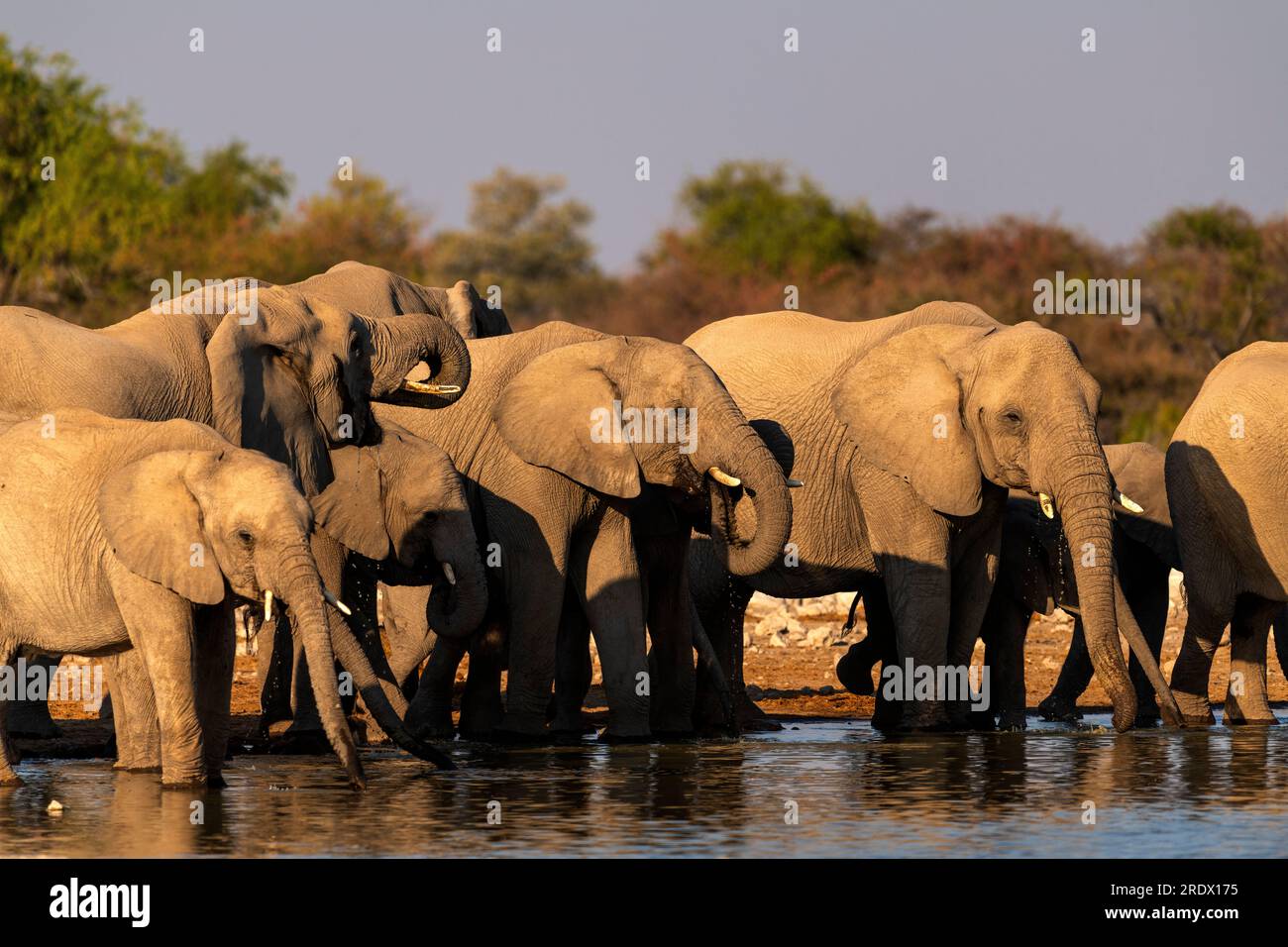 Elephant herd at Klein Namutoni waterhole, Etosha National Park, Namibia Stock Photo - Alamy