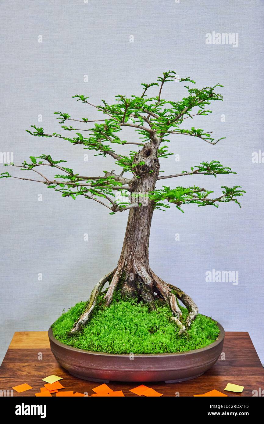 American Bonsai Tree or Cypress bonsai tree in bed of vibrant green ...