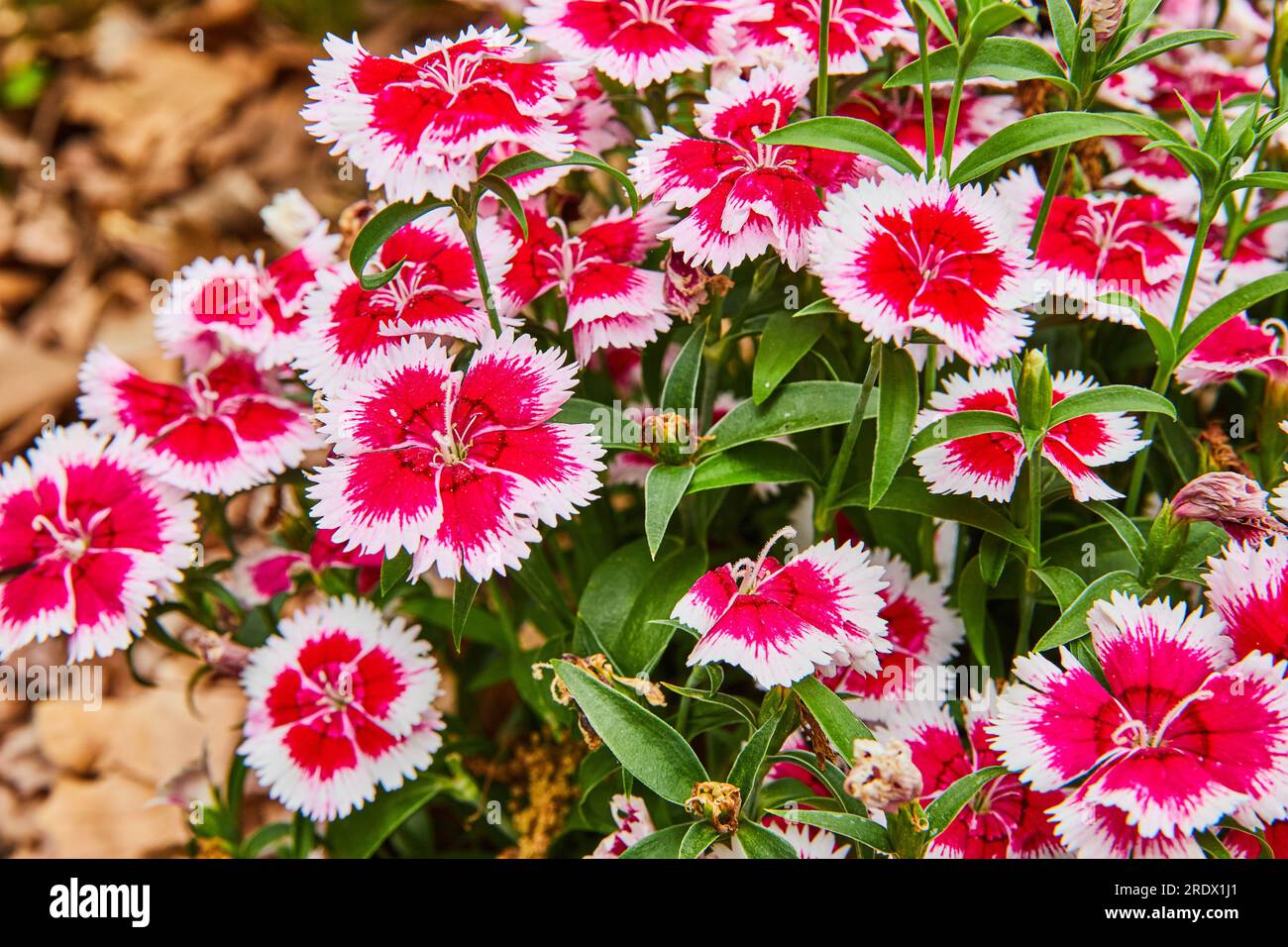 Stunning China Pink Dianthus Chinensis blooming flower garden ...