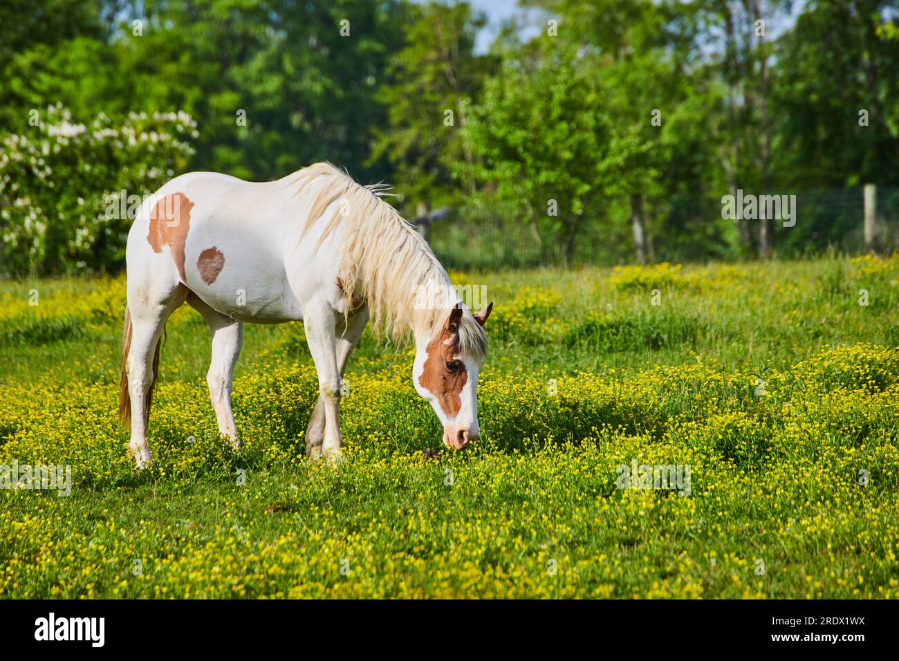 Sunny lighting on white and brown paint horse grazing in yellow field with forest background ...