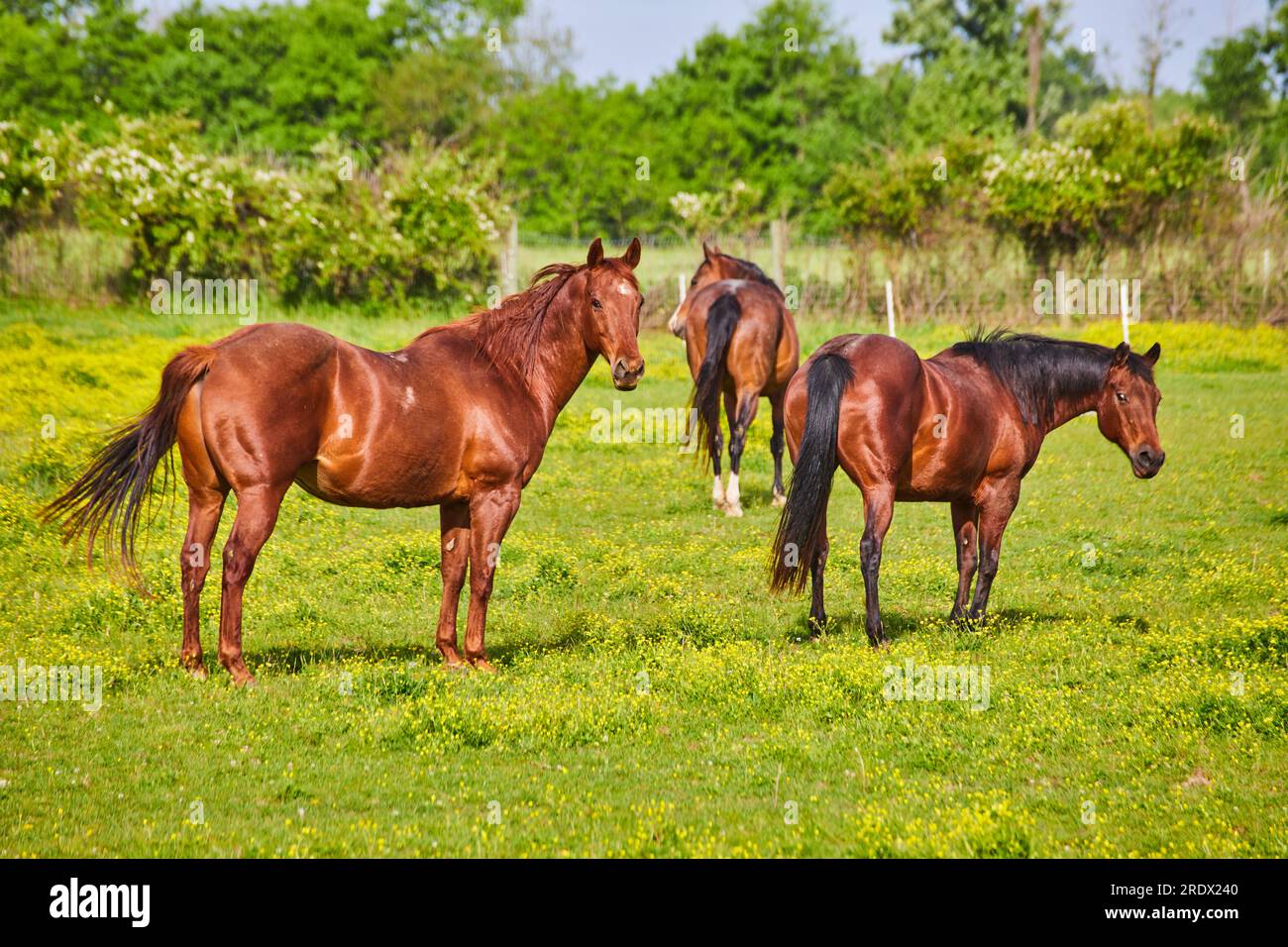 Horse on two legs animal hi-res stock photography and images - Alamy