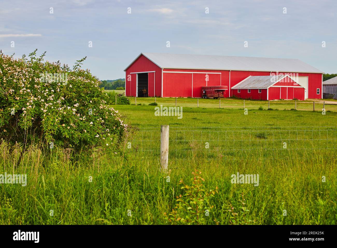 Barn on farm land with flowering bush next to wire fence in middle of ...