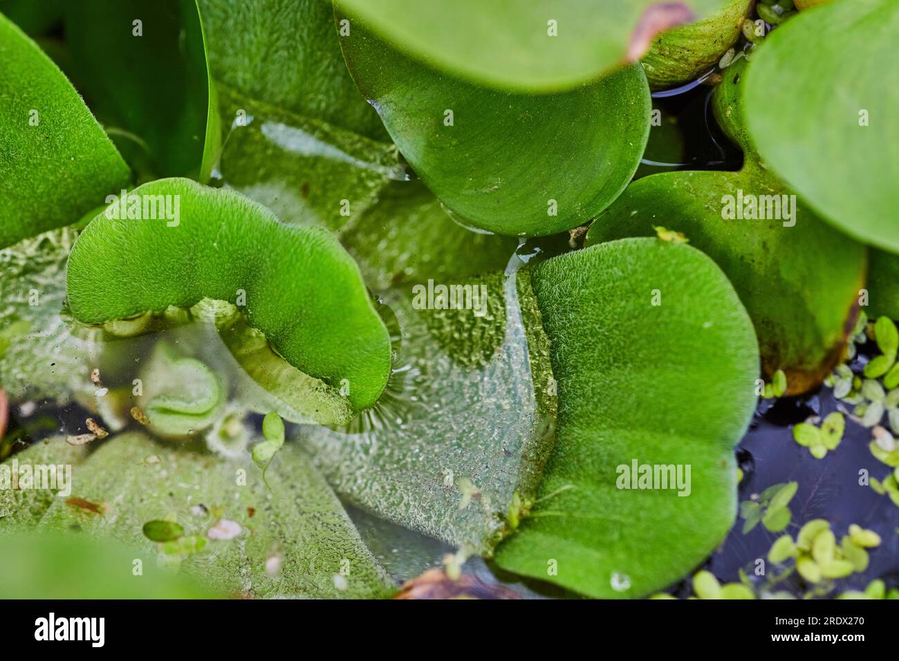Close up of surface of pond with tiny air bubbles on water lettuce ...