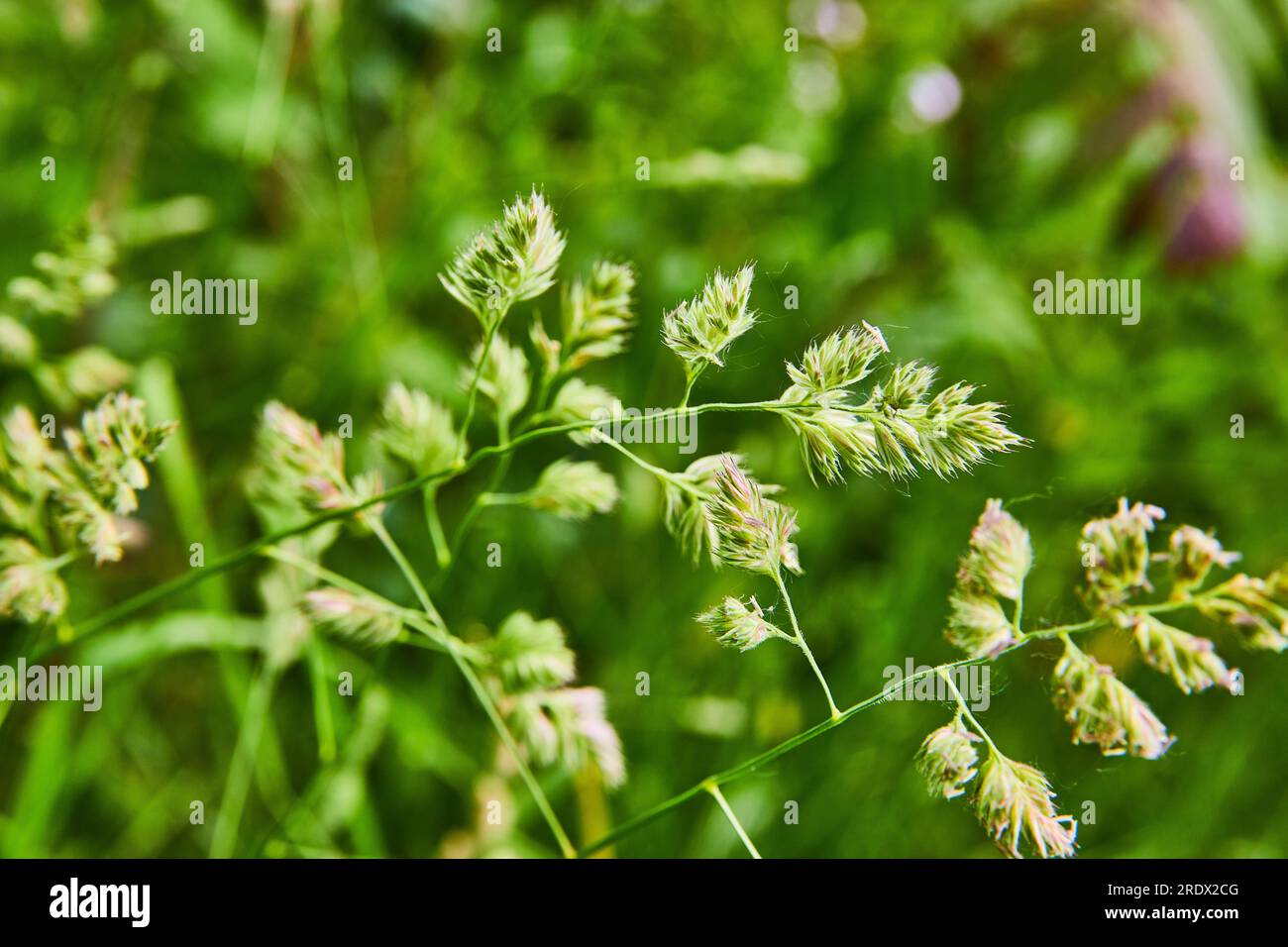 Orchard Grass Identification