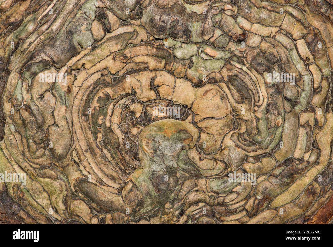 Cypress tree stump hi-res stock photography and images - Alamy