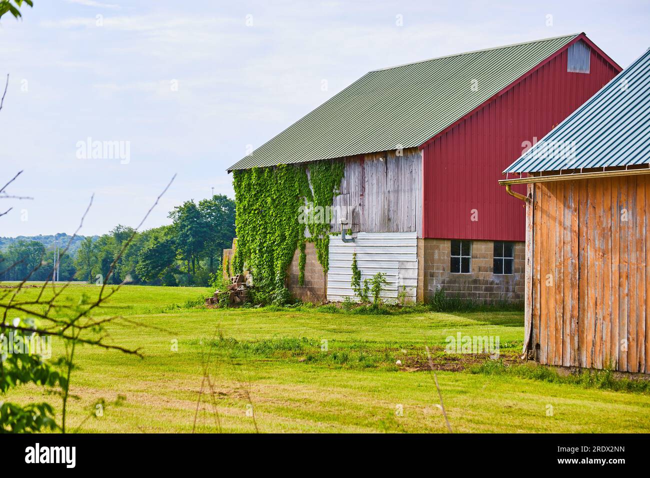 Farm with red siding on barn and green and white Italian colors as green ivy clings to side ...
