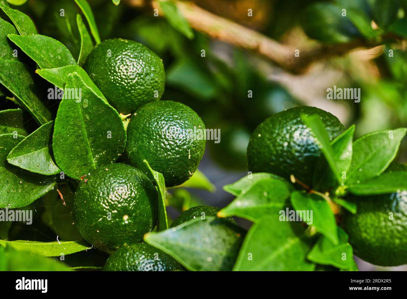 Myrtleleaf Orange tree close up of seven large round fruit Stock Photo ...