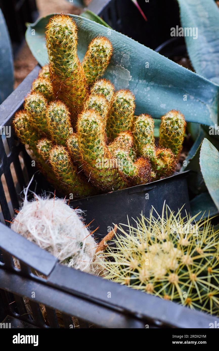 Assorted rare cacti with Mammillaria Elongate or Ladyfinger cactus in ...