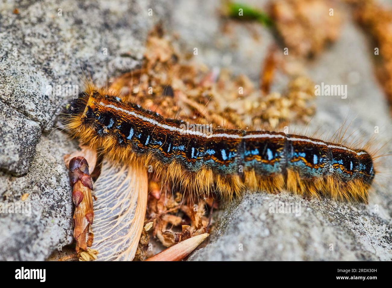 Close up Eastern Tent Caterpillar stock photo in natural habitat on ...