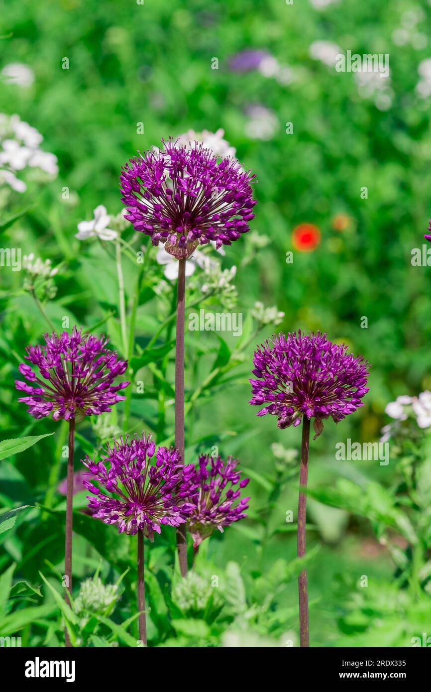 Globe shape flower heads hi-res stock photography and images - Alamy