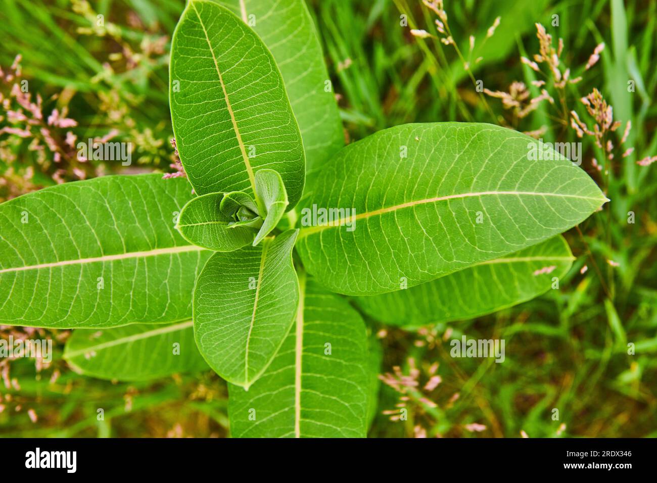 Common Milkweed with Latin name Asclepias Syiaca top down shot of plant ...