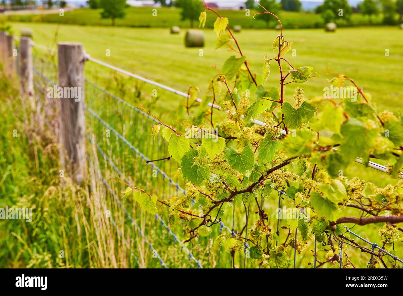 Creeping vines growing on metal wire fence with round hay bales in ...