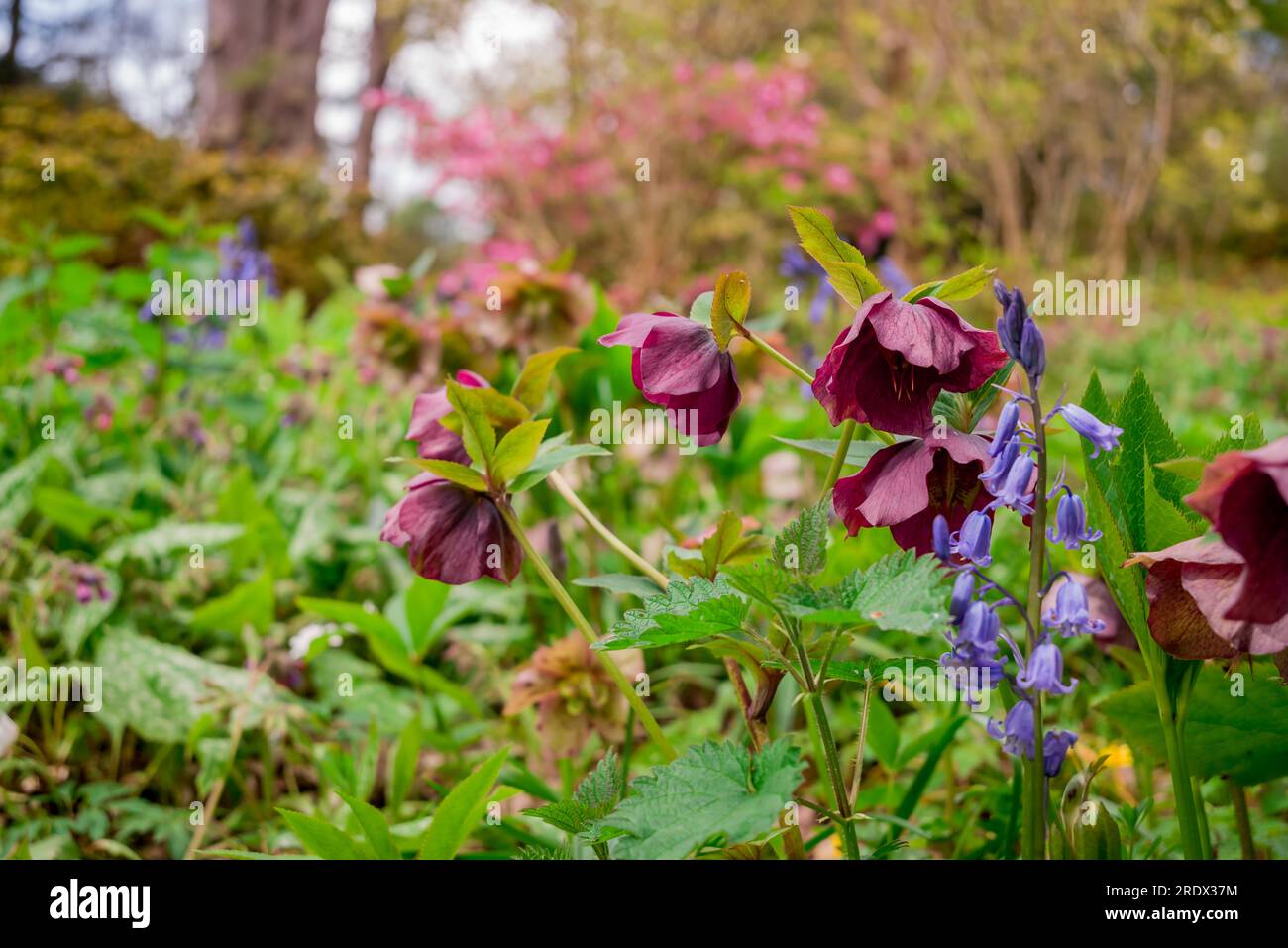 beautiful natural background with summer flowers Stock Photo - Alamy